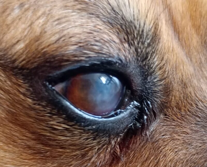 Ulcere SCCED nel cane: cosa sono e come trattarle - Dottoressa Gislon ...